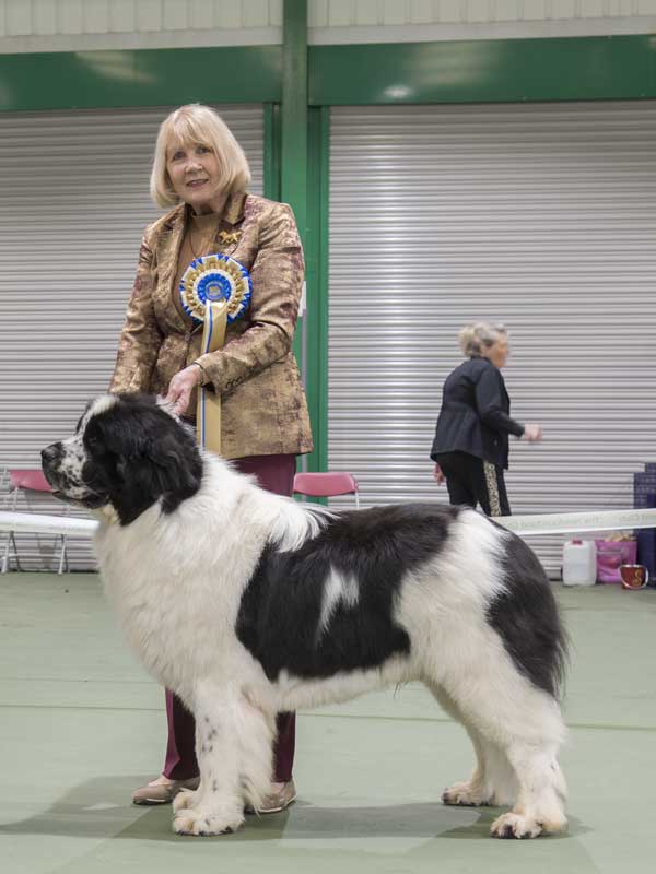 The Newfoundland Club - Homepage